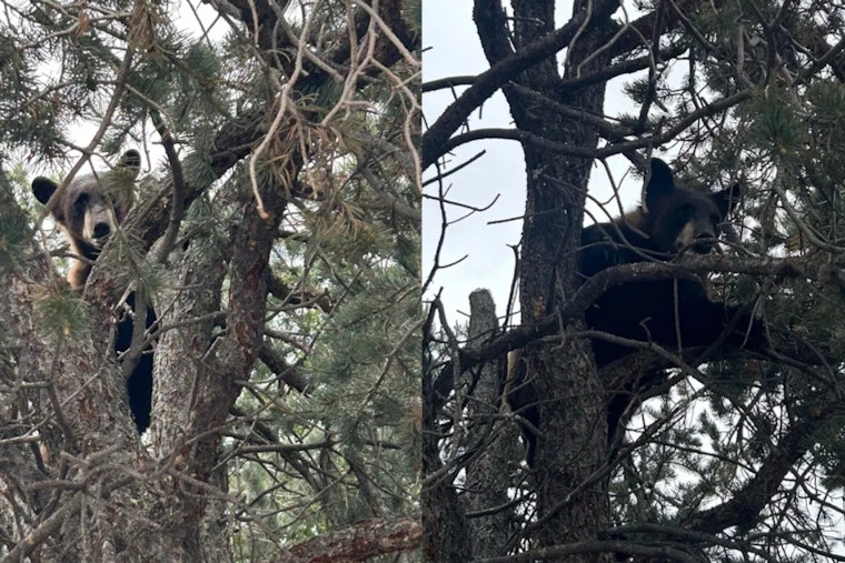 Barnes Road Bear Busted: Yearling Nabbed At Busy Springs Corner,