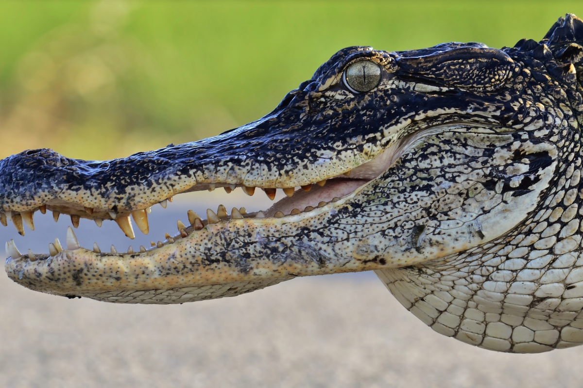 Belle Isle Backyard Pool Party Crashed by Uninvited Gator
