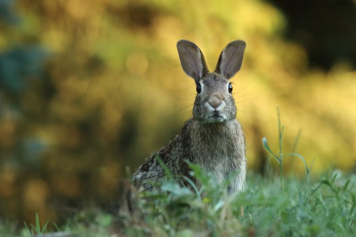 Dead Berthoud Rabbit Tests Positive For Tularemia, County Sounds