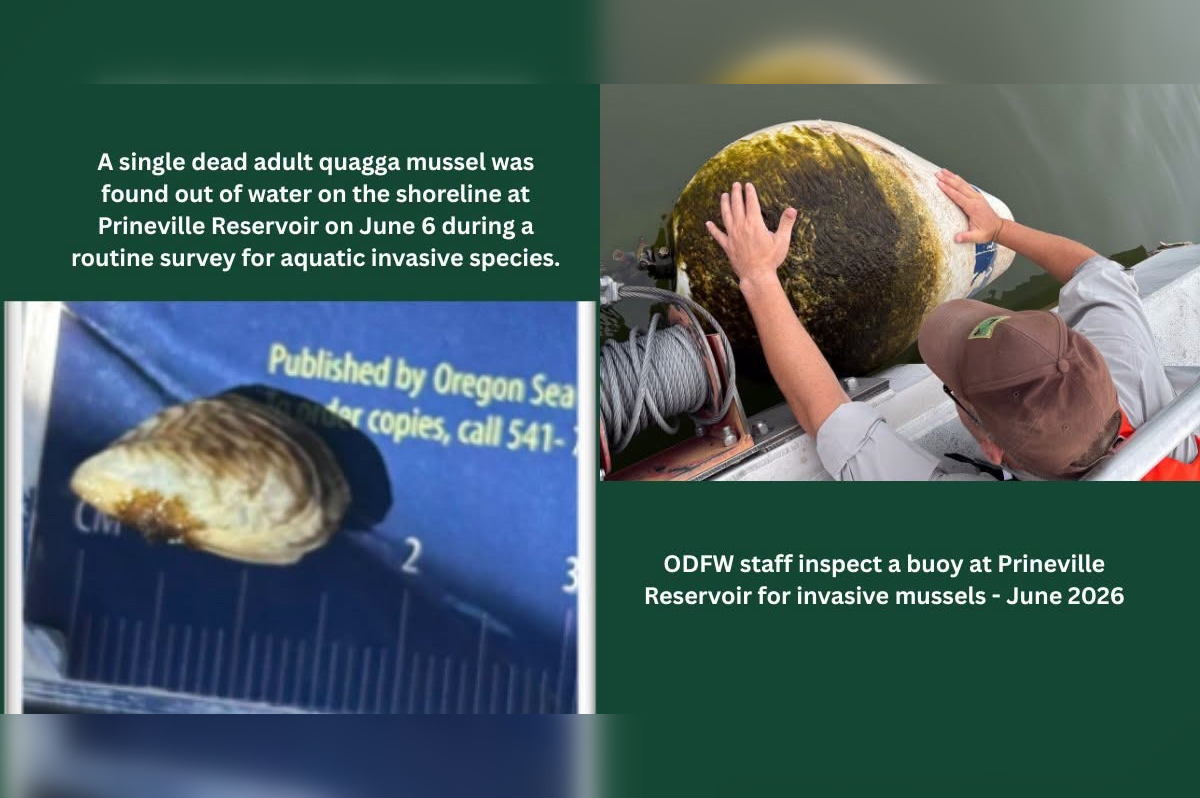 Quagga Mussel Found At Prineville Reservoir Sparks Response