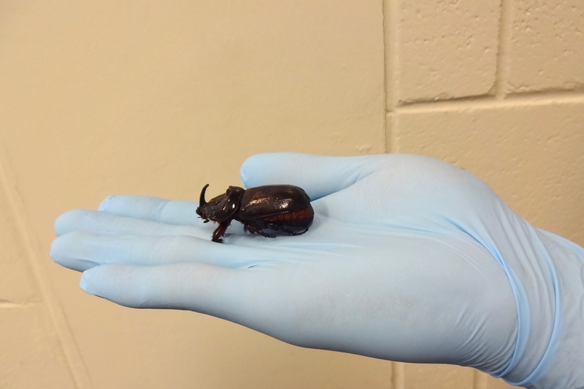 Dead Rhino Beetles In Waikapū Traps Put Central Maui On High Alert