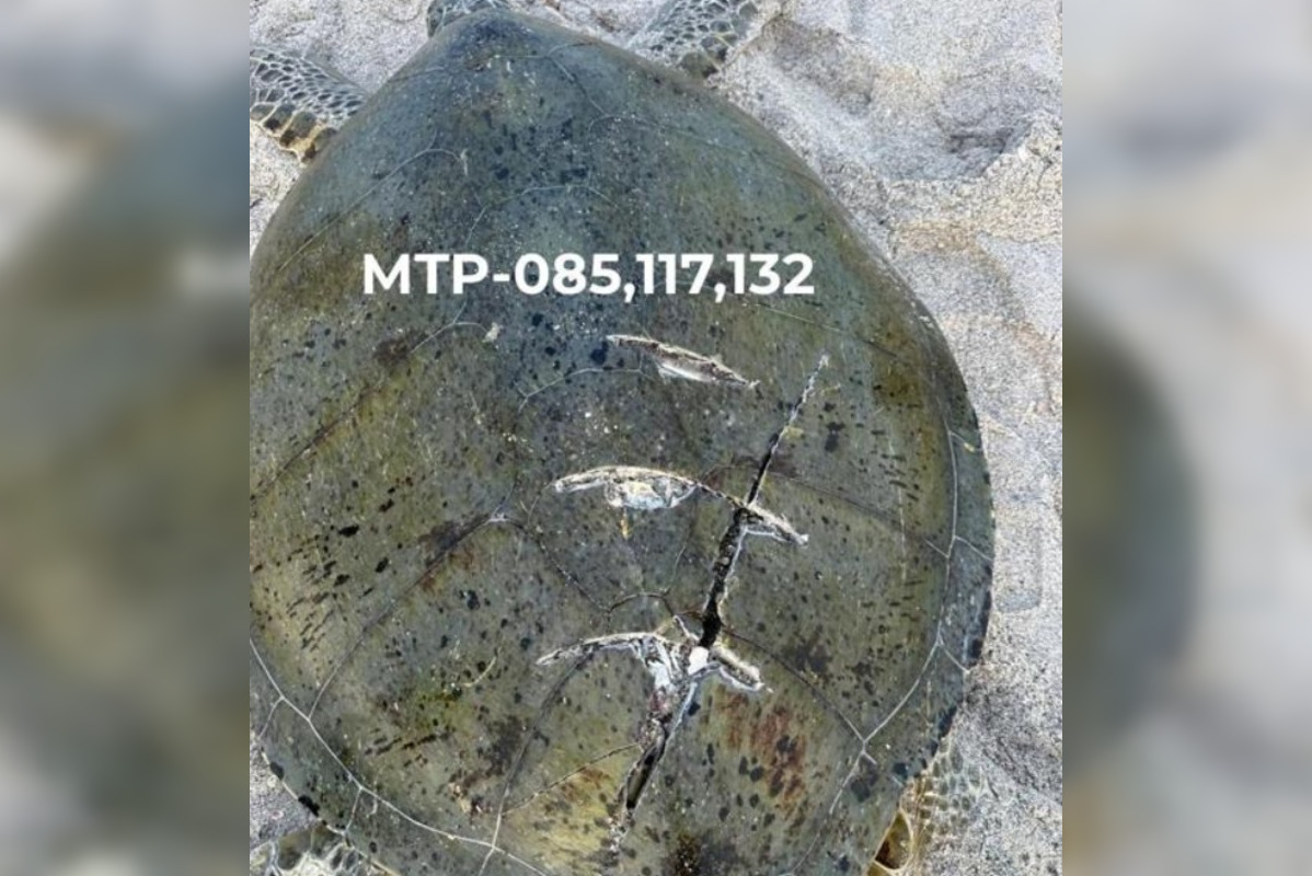 Deadly Boat Strikes Turn Manasota Key Into Sea Turtle Kill Zone