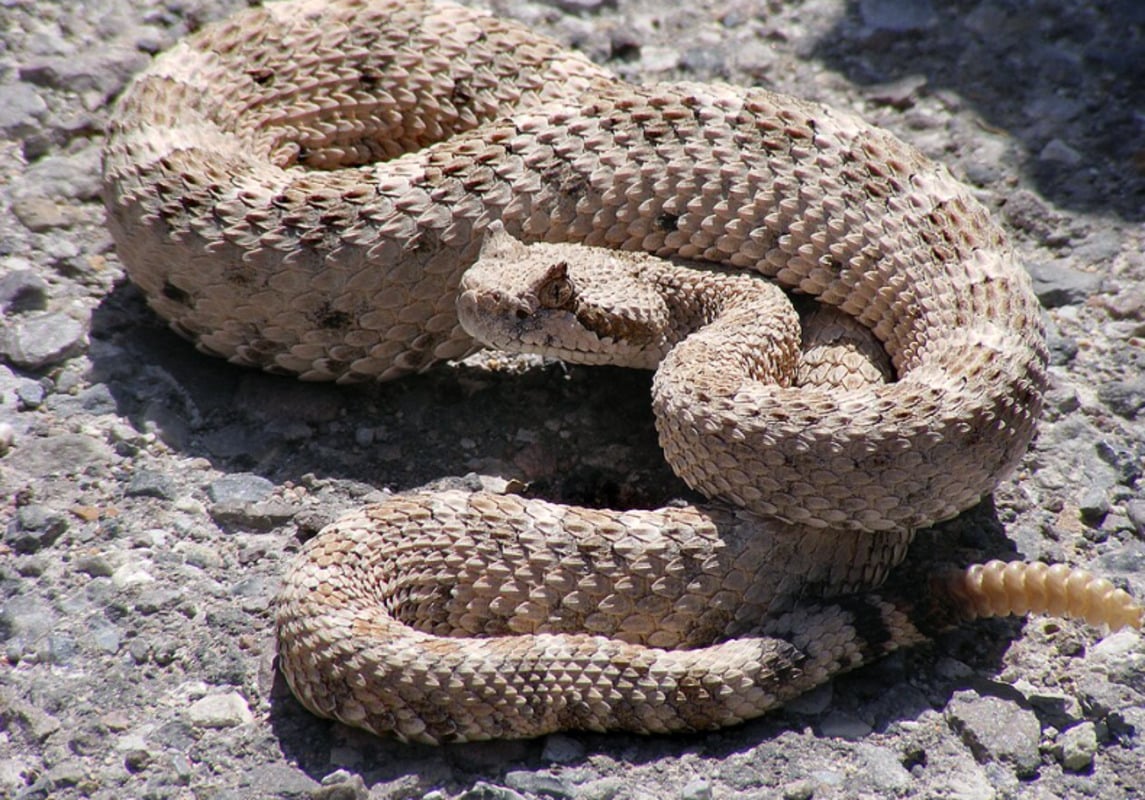 Diamond Bar Boy Bolts as 4-Foot Rattlesnake Crashes His Doorstep