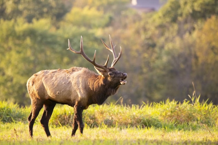 Front-Door Elk Rage Rocks Estes Park Apartment Complex