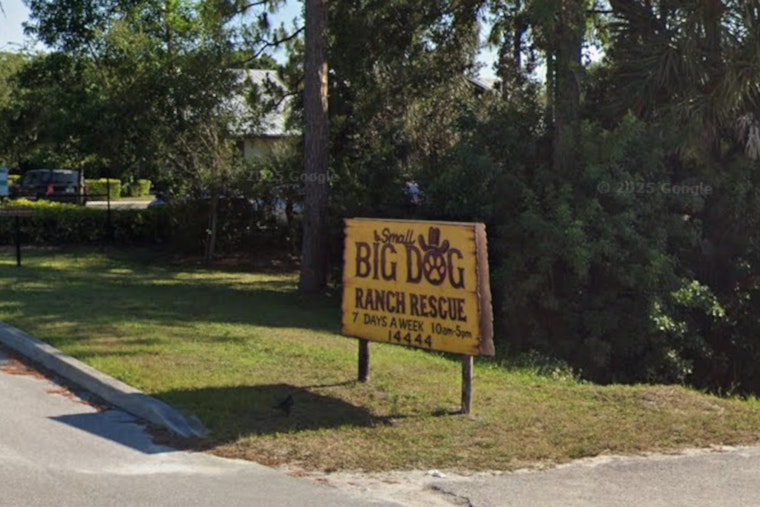 Gator Horror In Boynton As Rescue Mourns Beagle Omelette