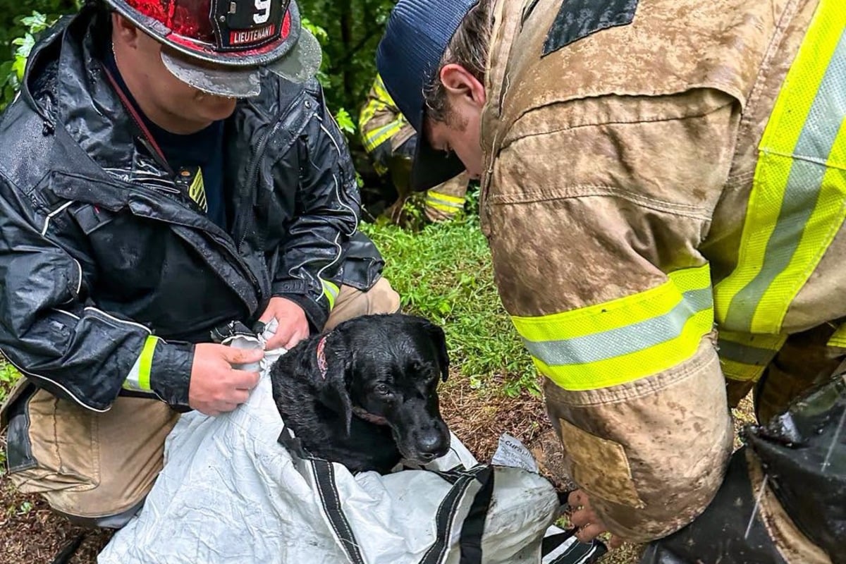 Hall County Crew Braves Storm Ravine to Haul Injured Lab to Safety
