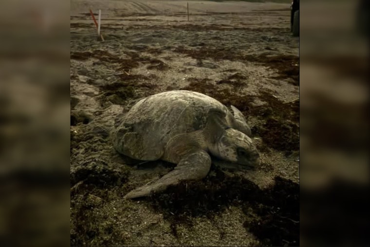 Jupiter Beach Stunned as Rare Turtle Tini Lays Secret Nest