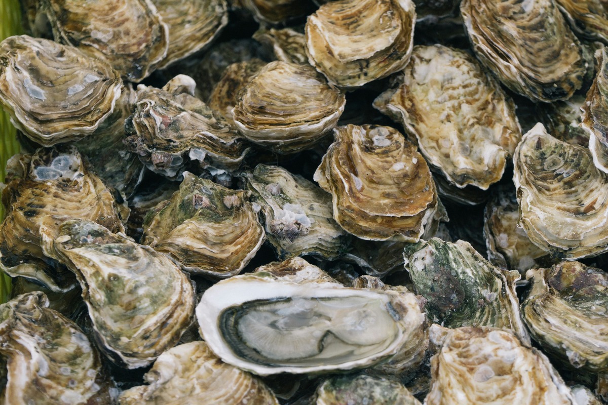 Farmed Oysters May Seed Wild Reefs in New York