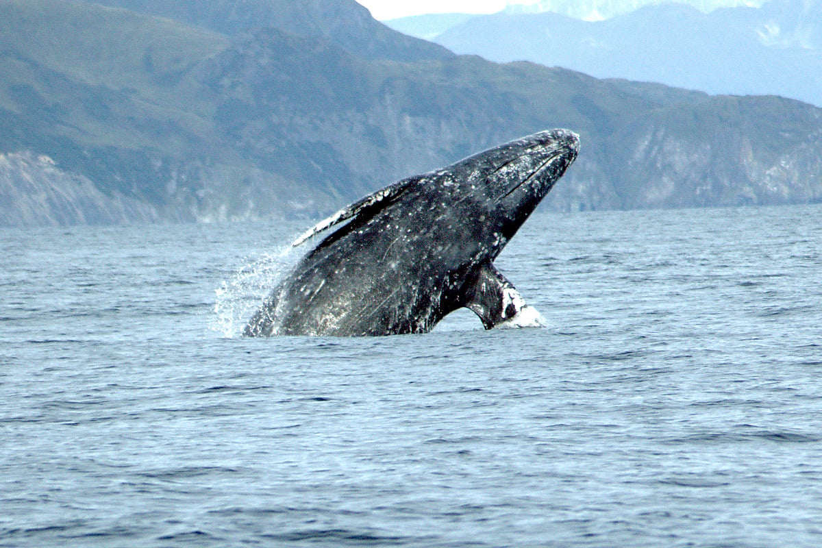 41-Foot Gray Whale Washes Ashore At Gearhart Beach