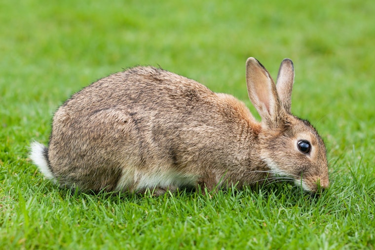 Milwaukee probes viral photo of man eating rabbit