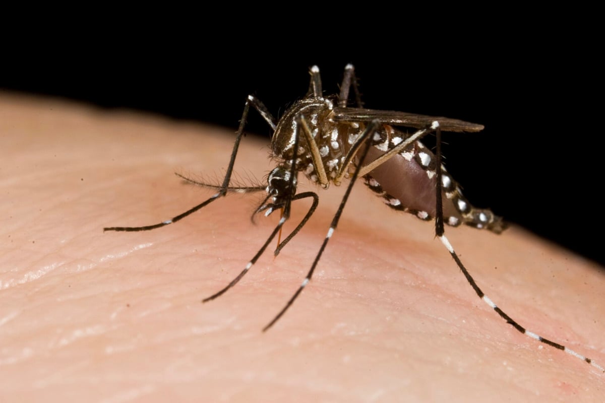 Mosquito Mayhem In Fort Bend As County Declares Public Health