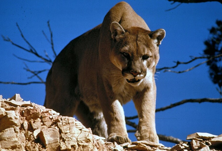 Mountain Lion Spotted In Old Town Pasadena