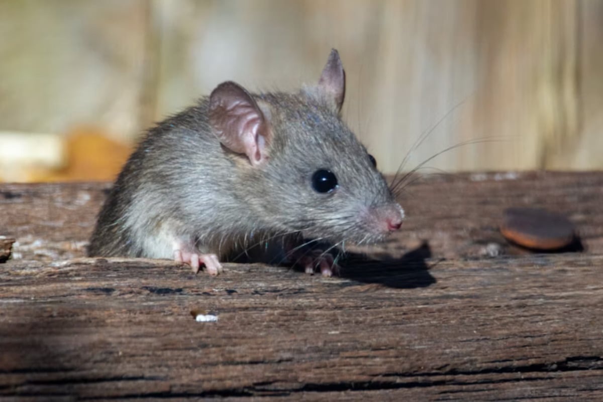 Nantucket Bets On Genetically Immune Mice To Fight Lyme