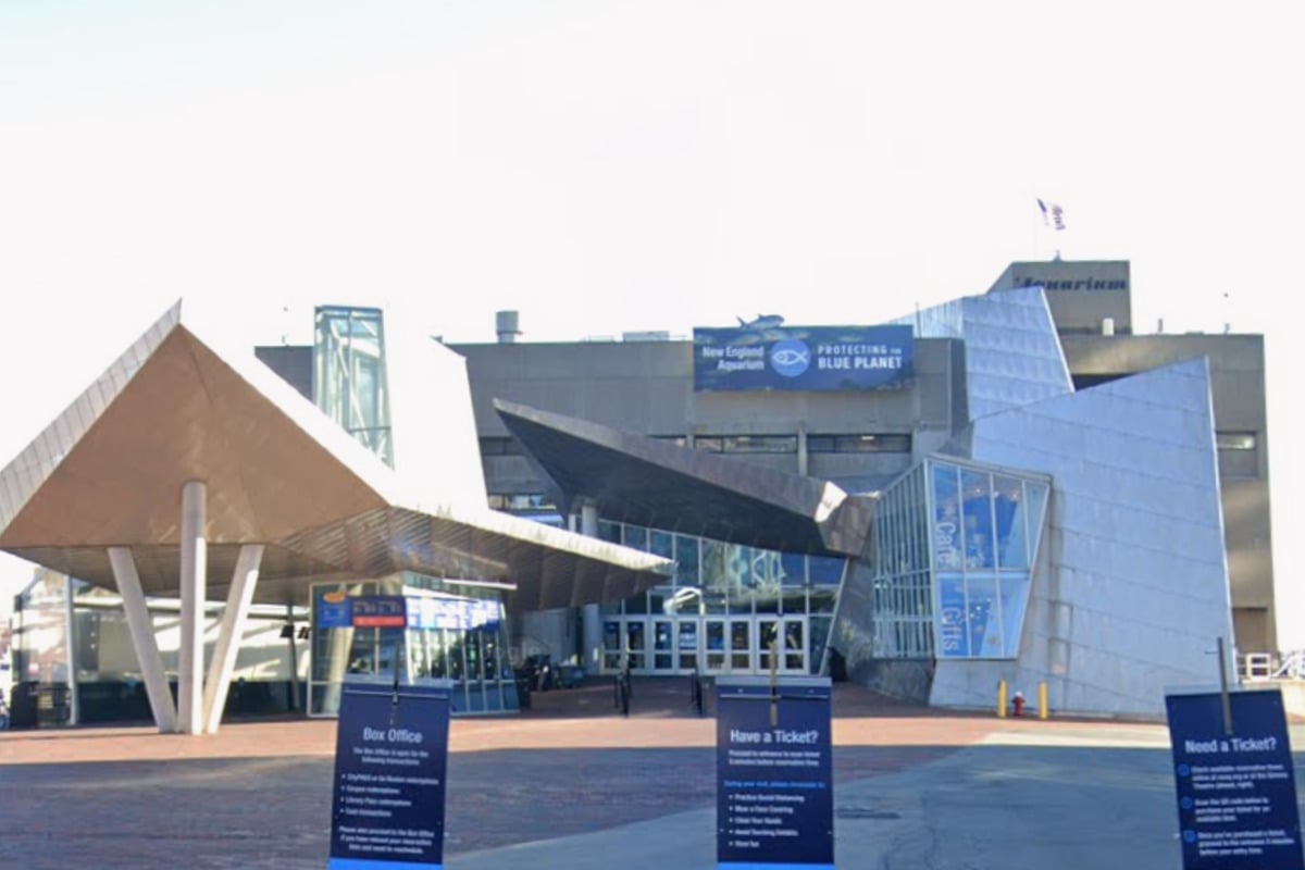 New England Aquarium Sees Surge In Sea Turtle Rescues