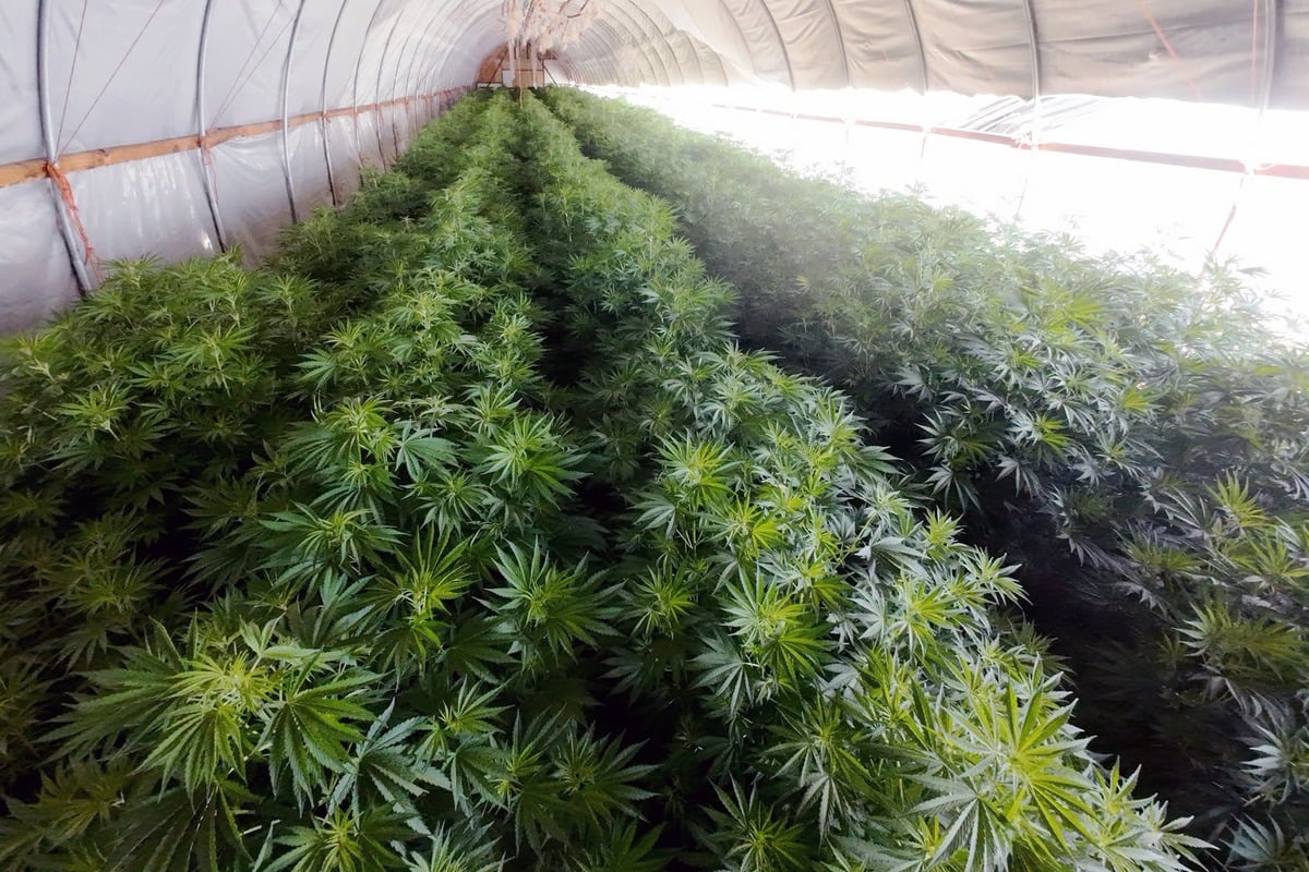 Jackson County task force seizes illegal cannabis near Central Point