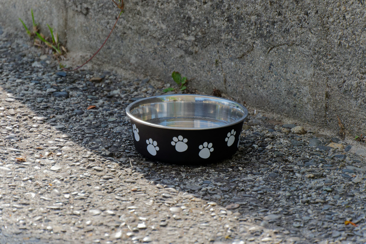 Pittsburgh Pet Pantry Closes After Landlord Threats