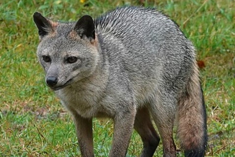 Rabid Fox Taken Down After Dog Attack on Griffin's Forest Hills Block