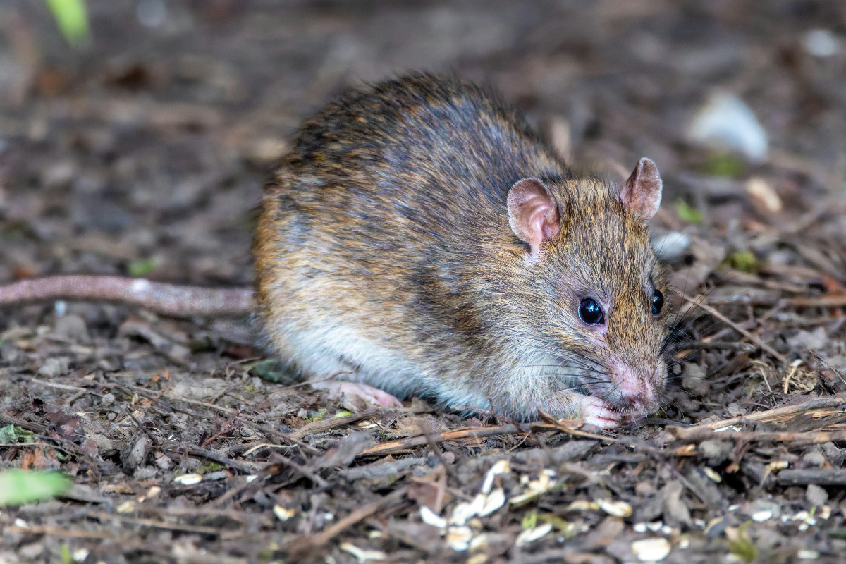 Rostraver Woman Charged After Rats Overrun Neighbors' Yards