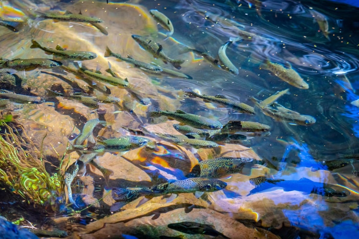 Salmon-Killing Tire Chemical Turns Up Along San Francisco Bay