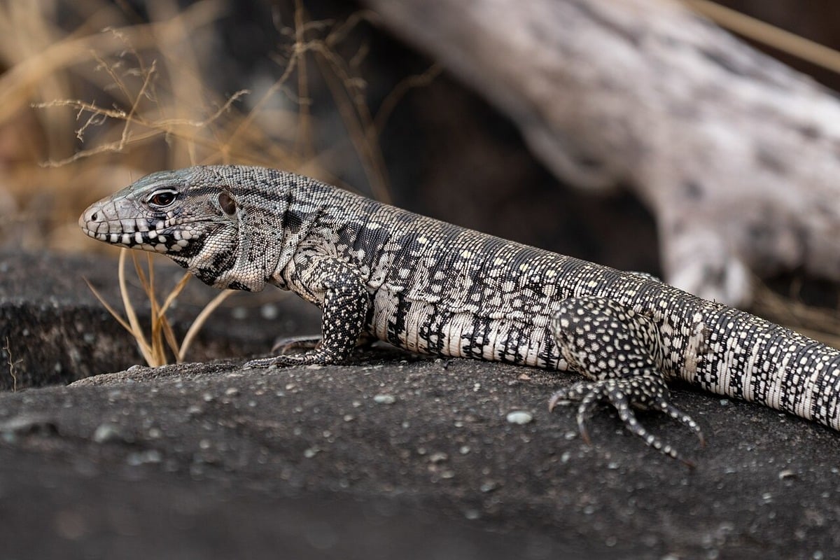 South Georgia on Edge as 4-Foot Egg-Eating Lizard Moves In