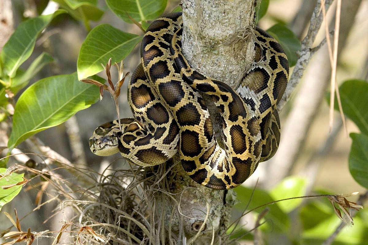 Southwest Florida Snake Squad Hauls Out Four Tons Of Giant Pythons