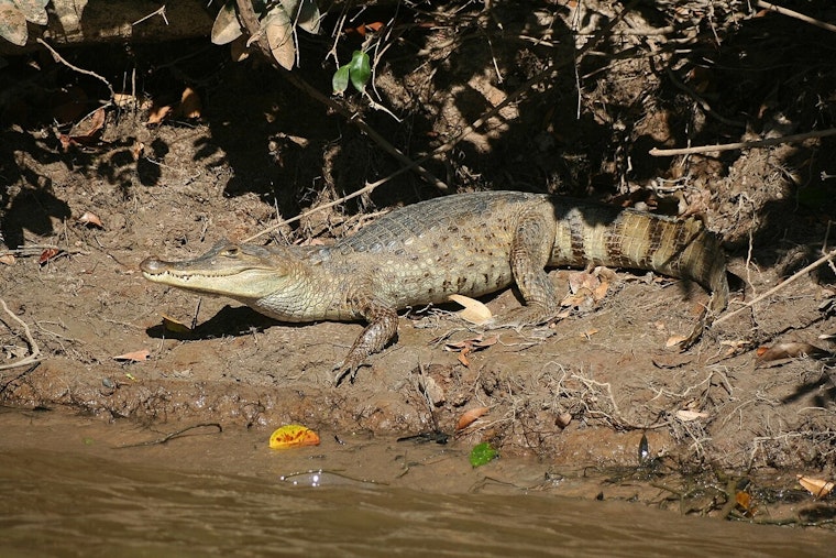 Stealth Gator Cousins Creep Through South Florida Canals And Wetlands