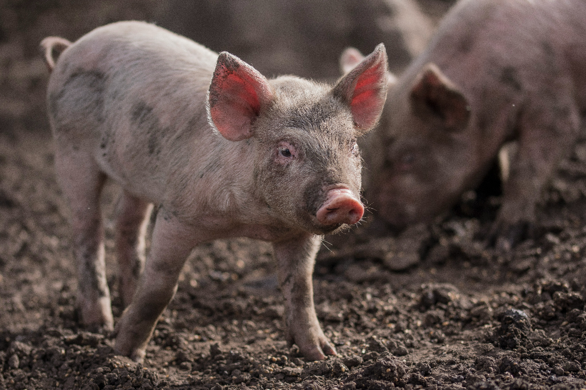 Tarentum Pig Rescue Swamped After 80 Hogs Pulled From Condemned