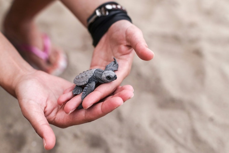 Texas Tightens Wildlife Rehab Rules With 600‑Hour Apprenticeship