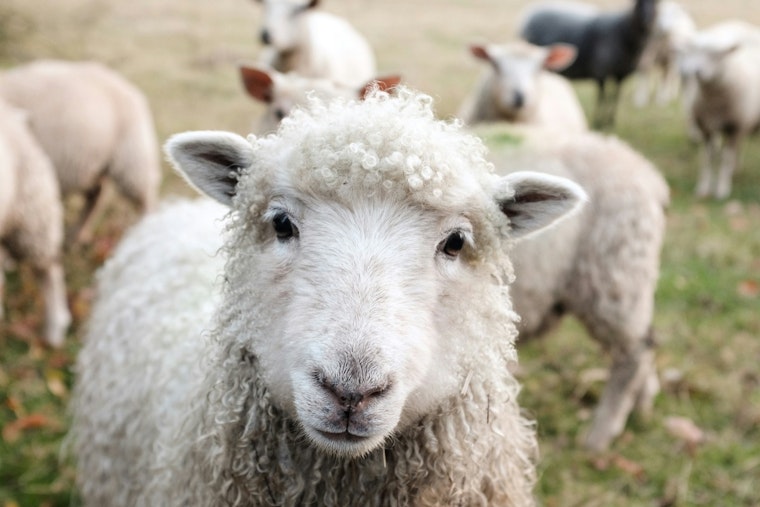 Durham Animal Control Herds Six Escaped Sheep From Yard