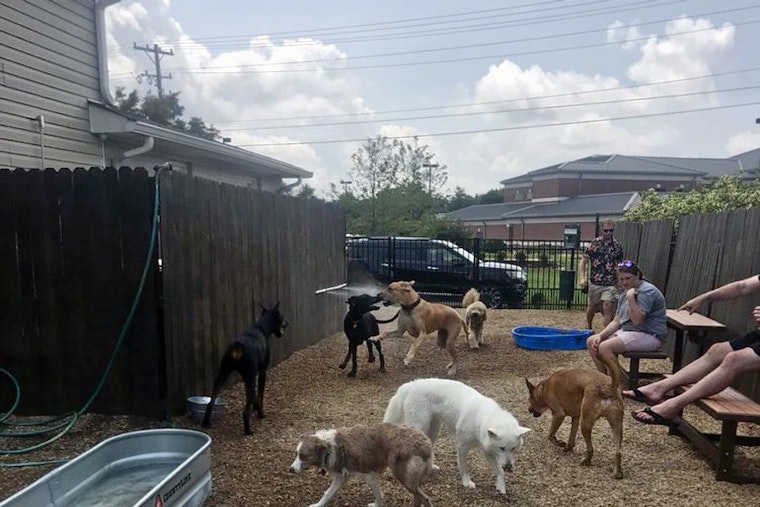 Unleash the hounds: The Unleashed Dog Bar debuts in Greenville