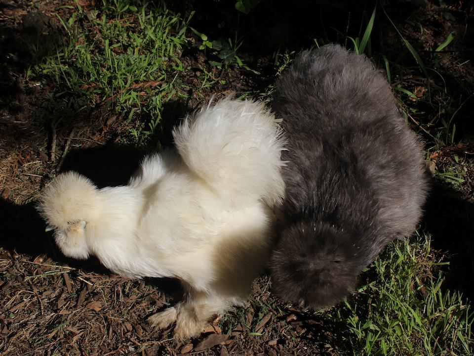 Cole Valley Poultry Aficionado: Backyard Chickens Are 'Better Than