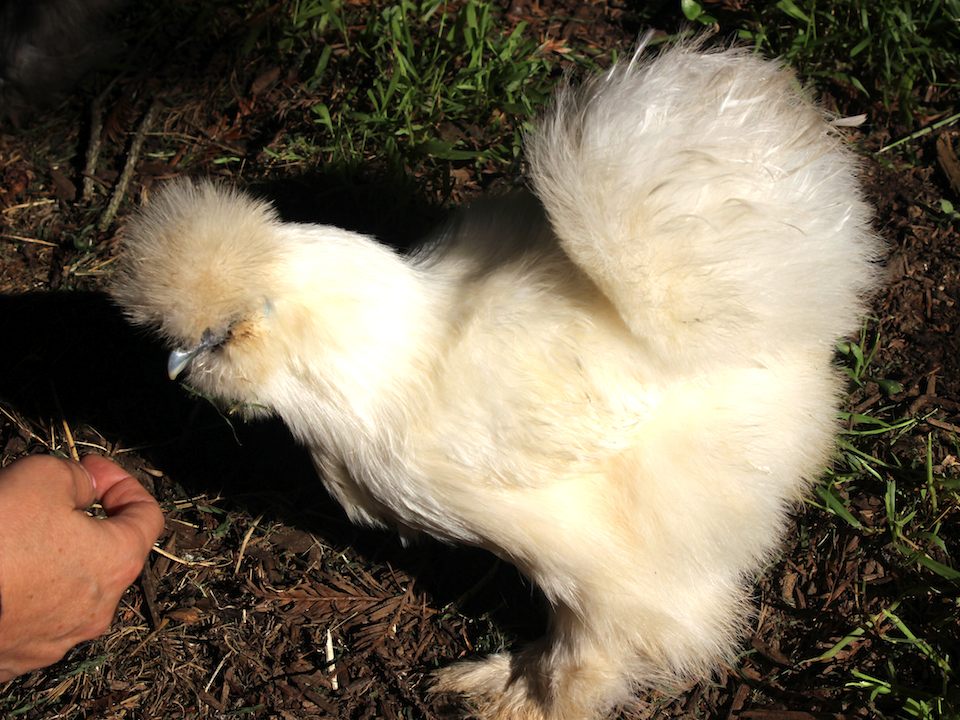 Cole Valley Poultry Aficionado: Backyard Chickens Are 'Better Than