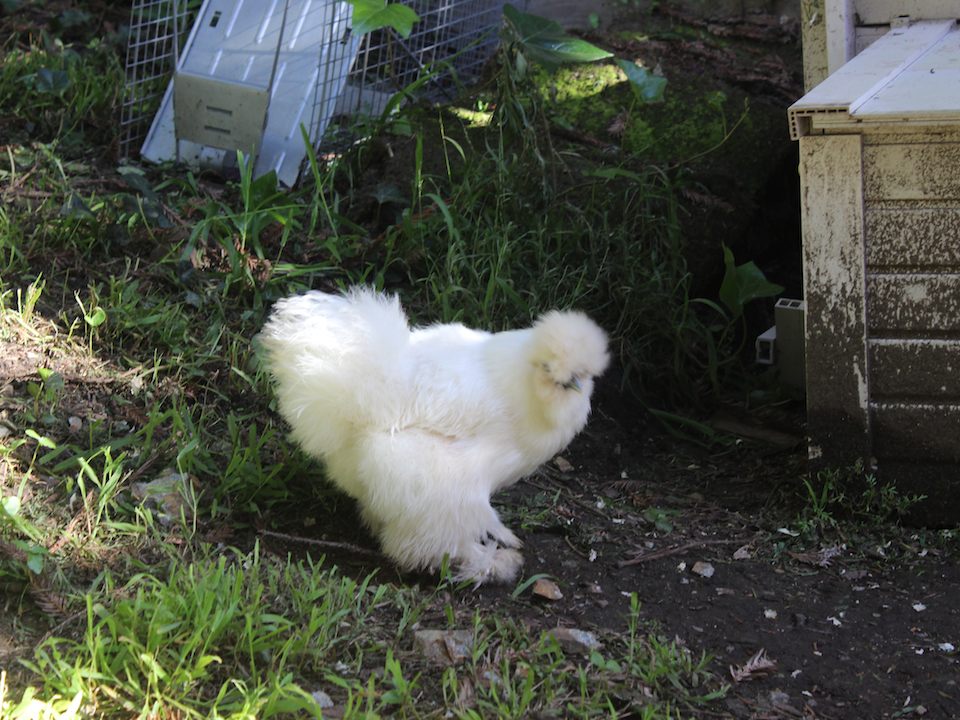 Cole Valley Poultry Aficionado: Backyard Chickens Are 'Better Than