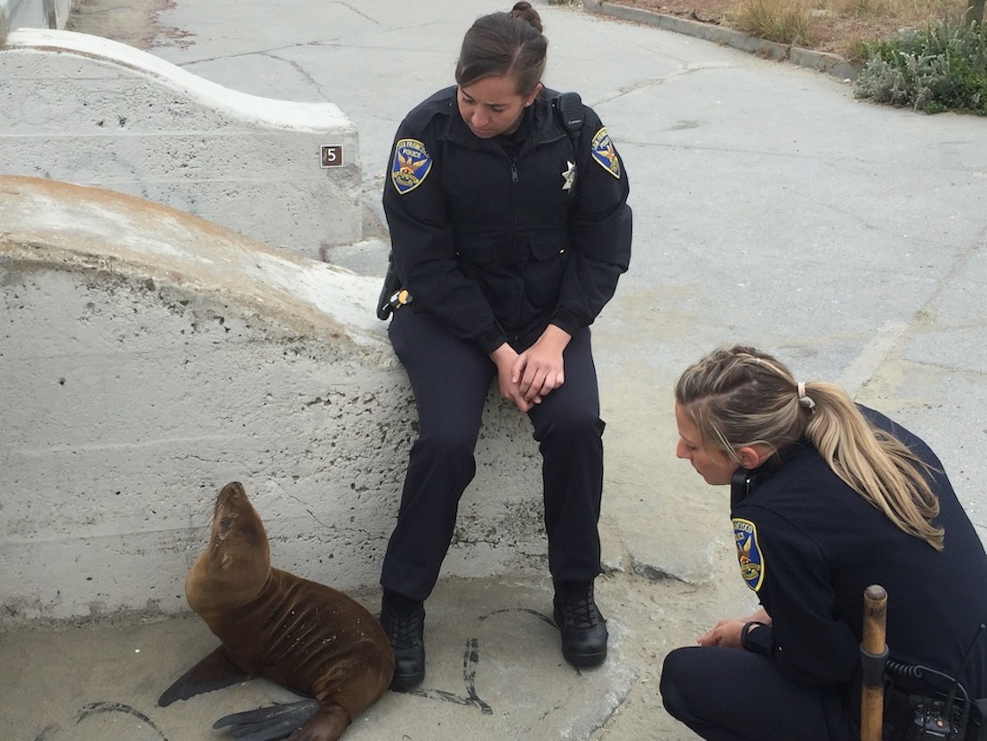 Police Rescue Stranded Sea Lion Pup At Ocean Beach