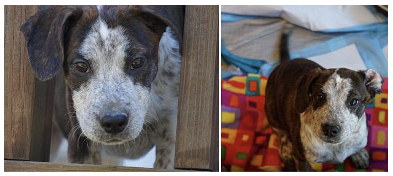 Weekly pup-date: Puppies available now at Raleigh animal shelters