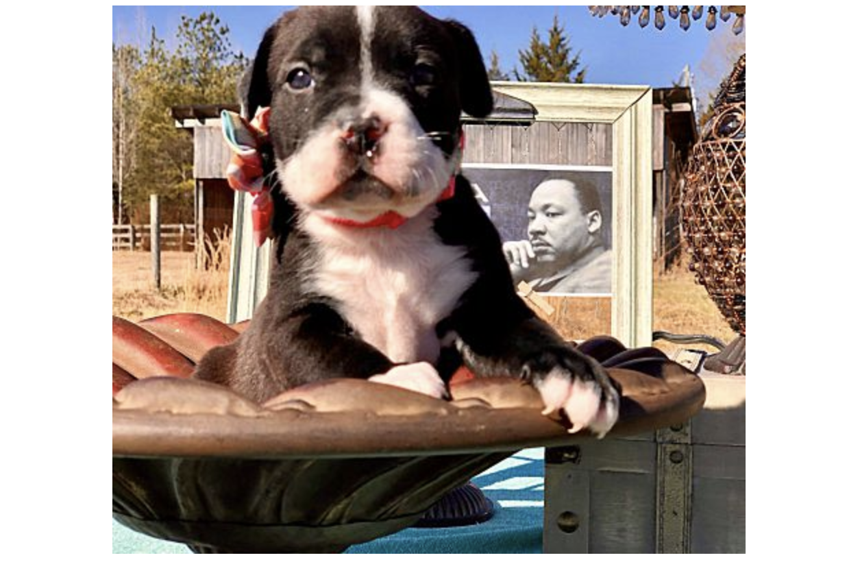 Weekly pup-date: Puppies available now at Raleigh animal shelters