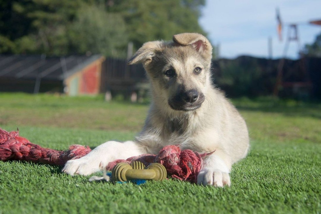 Your daily dose of cute: Puppies up for adoption now in the Bay Area