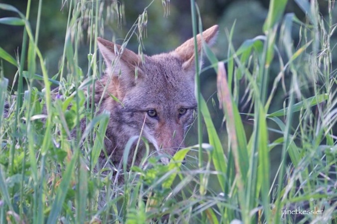 Bernal Coyote Scared But Safe After Close Call With Dog