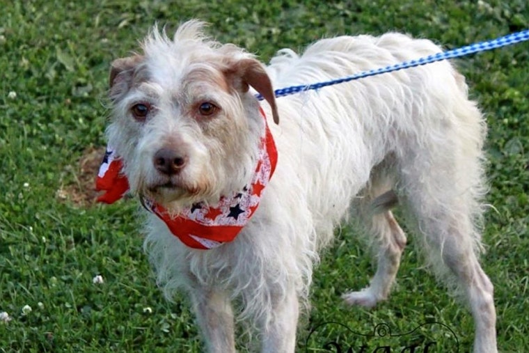 Seeking a forever home: 7 lovable pups to adopt now in and around