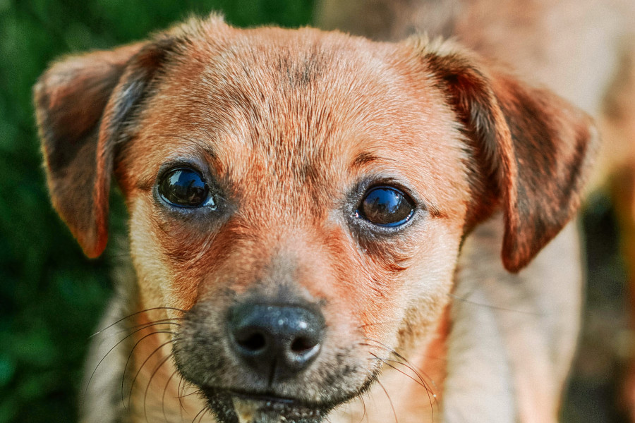 Dogs in Cincinnati looking for their furr-ever homes