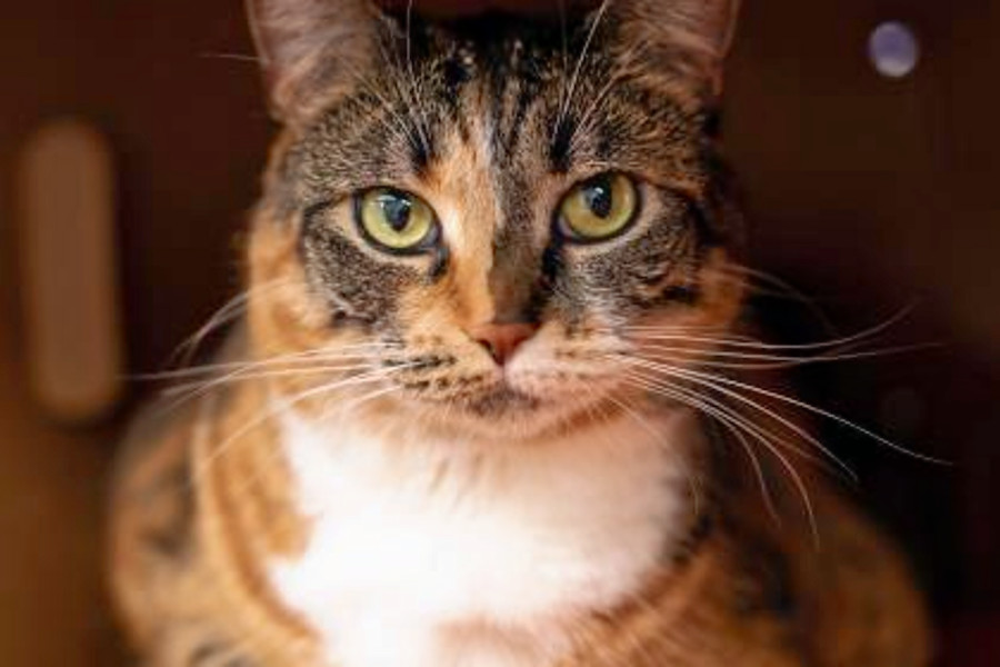 Cats in Seattle looking for their furr-ever homes