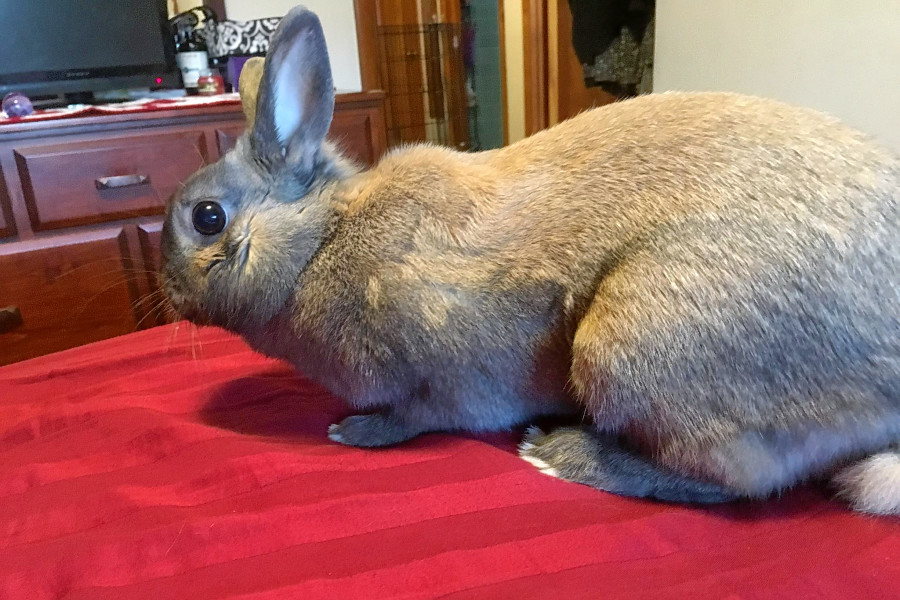 Rabbits in Philadelphia looking for their furr-ever homes