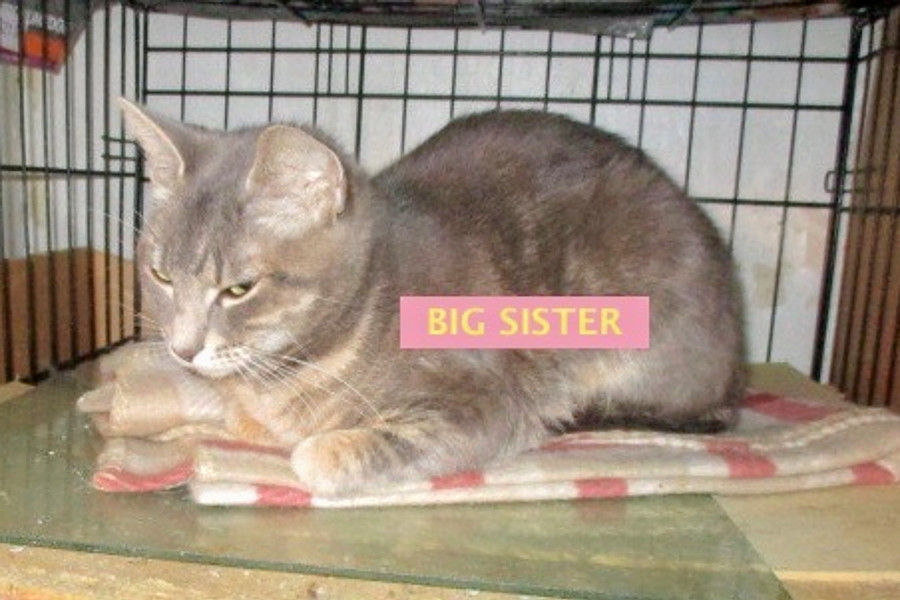 Cats in Detroit looking for their furr-ever homes