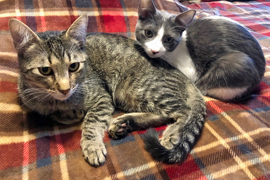 Kittens in Austin looking for their furr-ever homes