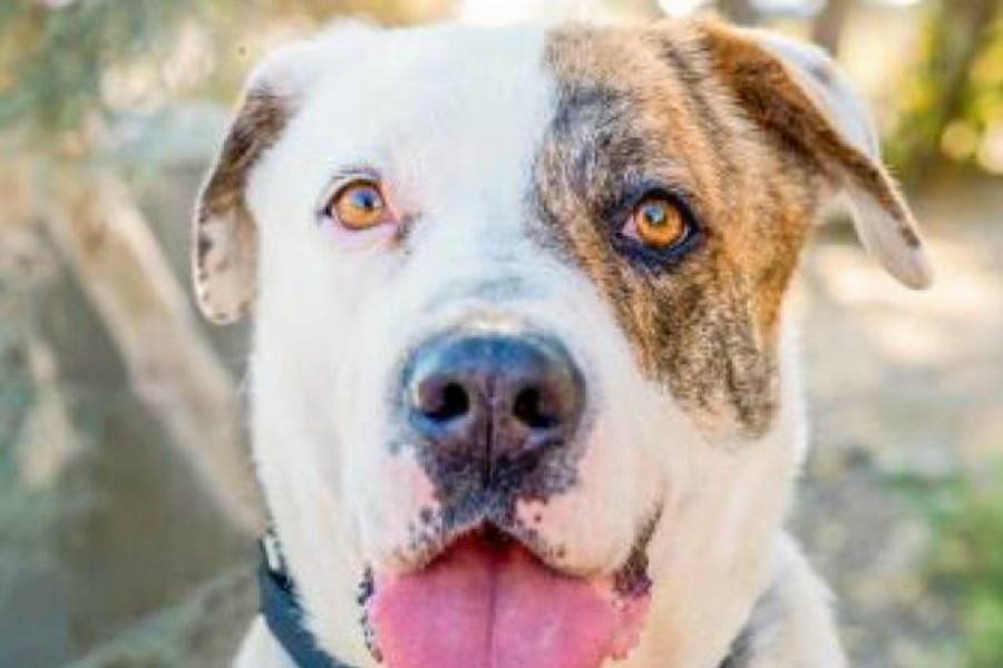 Dogs in San Diego looking for their furr-ever homes