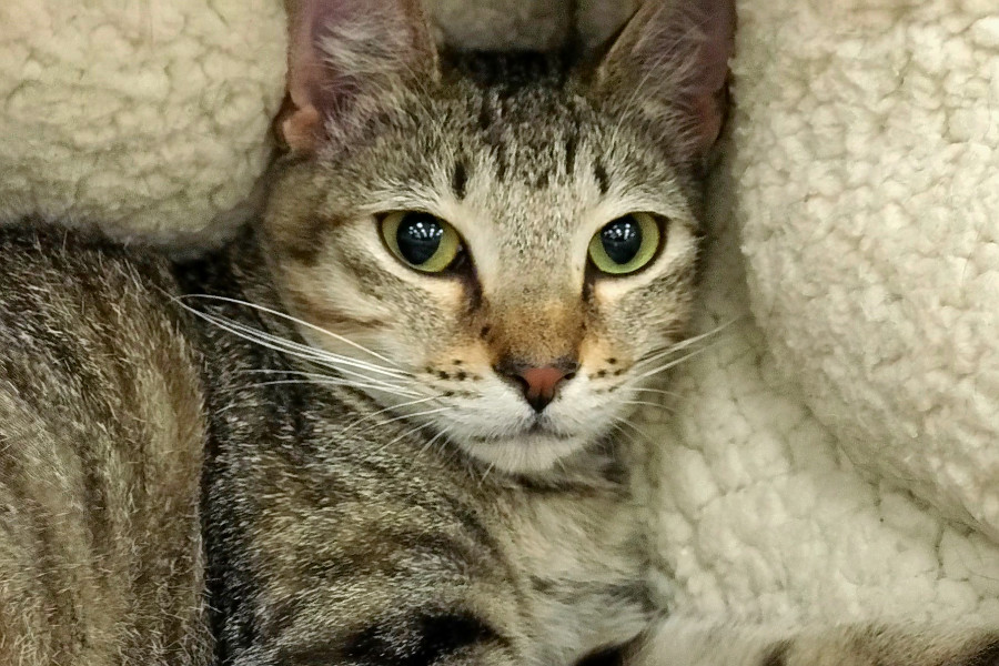 Cats in Austin looking for their furr-ever homes