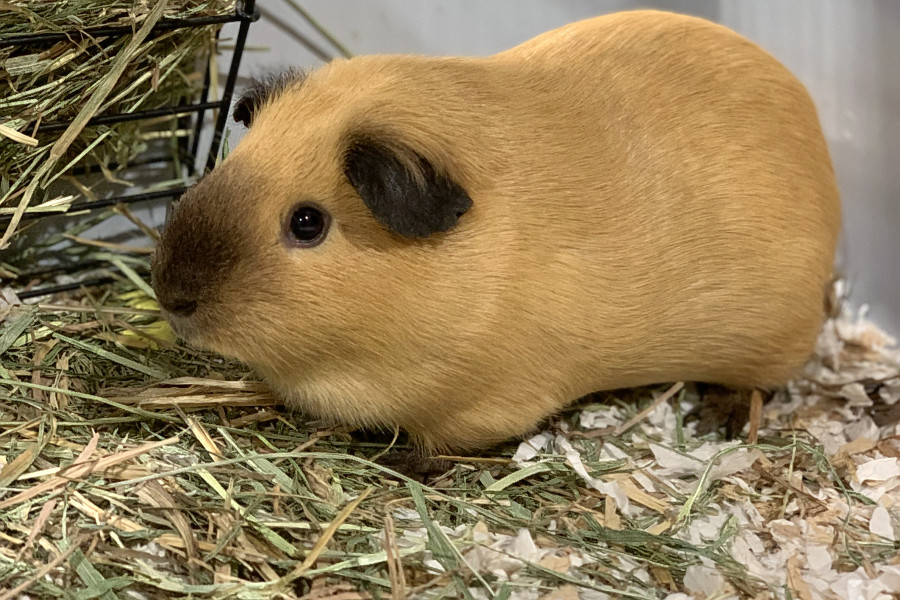 Purr-fect pets to adopt in and around Seattle