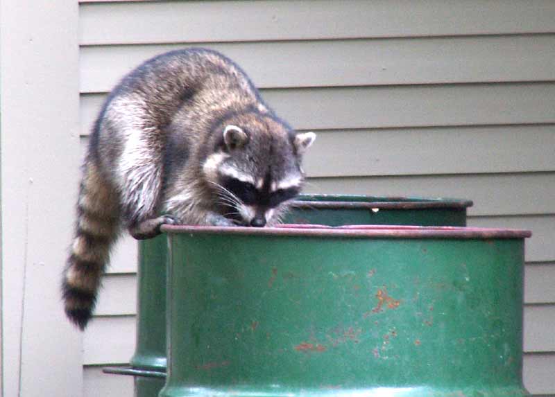 Are Raccoons the New Feral Cats?