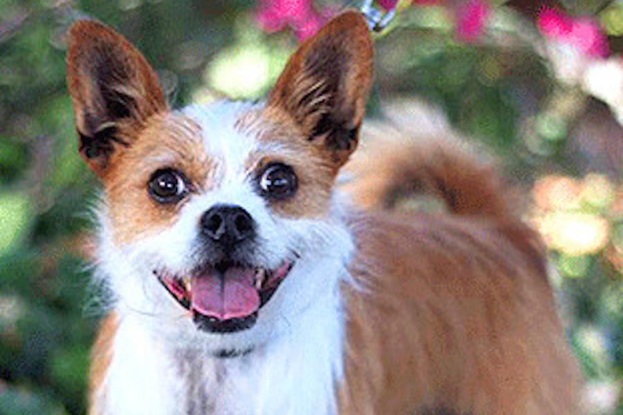 Dogs in Oakland looking for their furr-ever homes