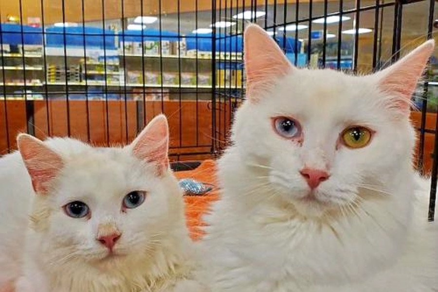 Cats in Atlanta looking for their fur-ever homes
